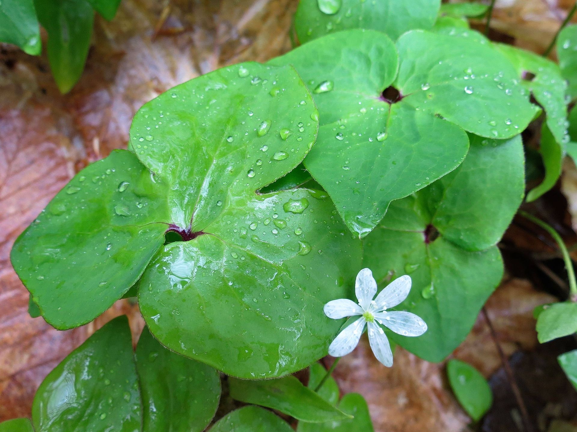 Plant image
