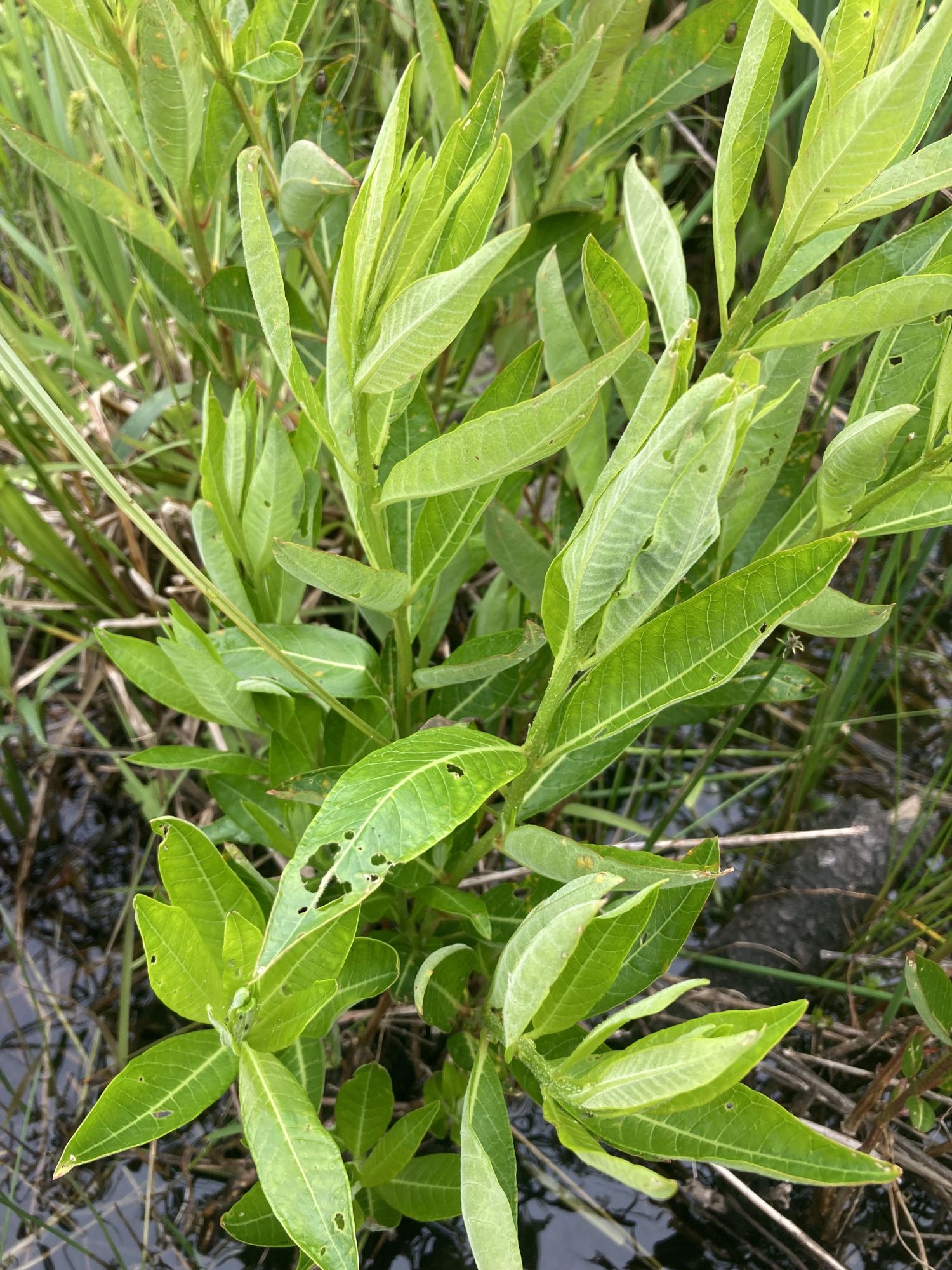 Plant image