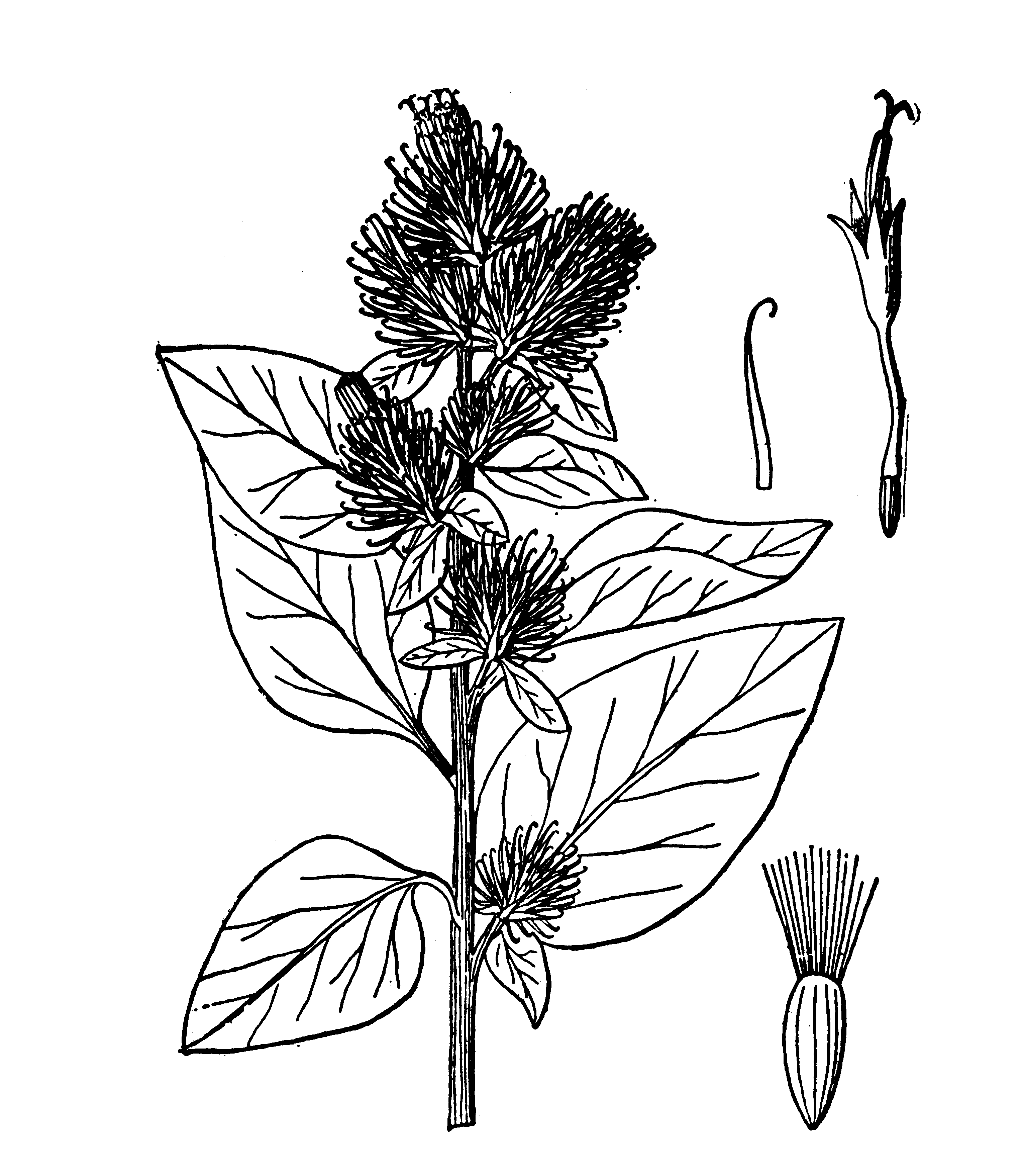 Arctium minus | New Brunswick Plants