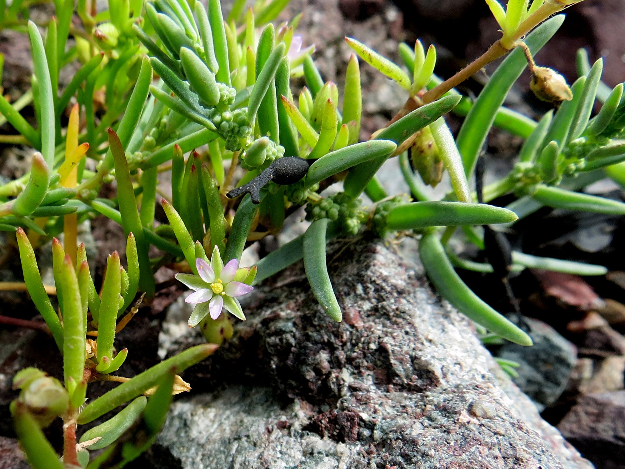 Plant image