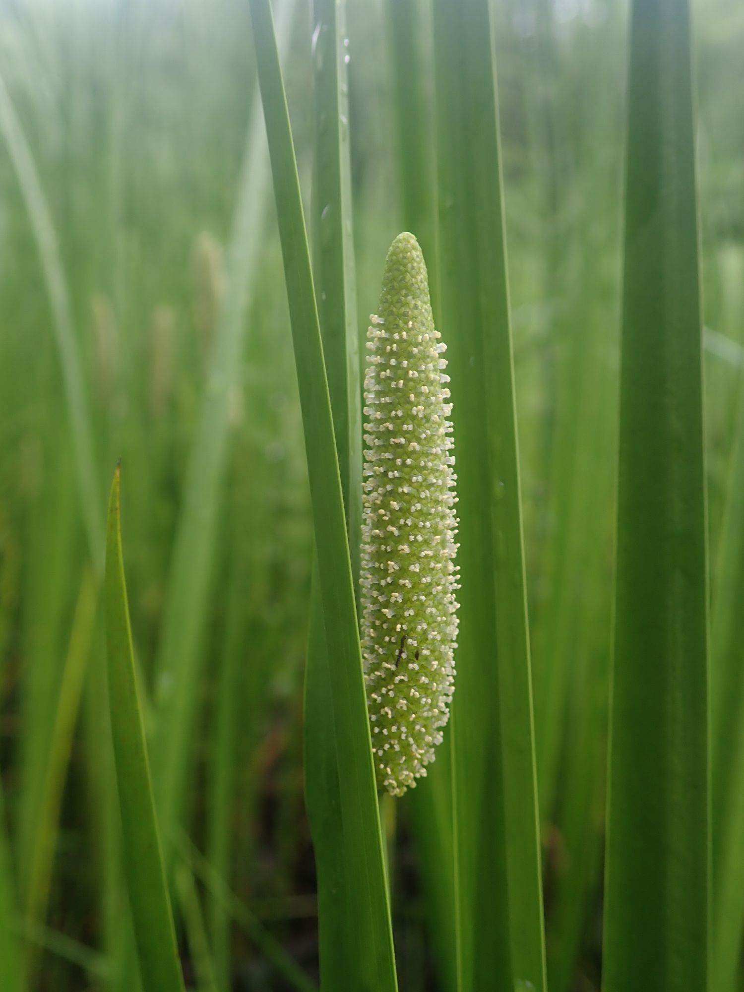 Acorus americanus | New Brunswick Plants