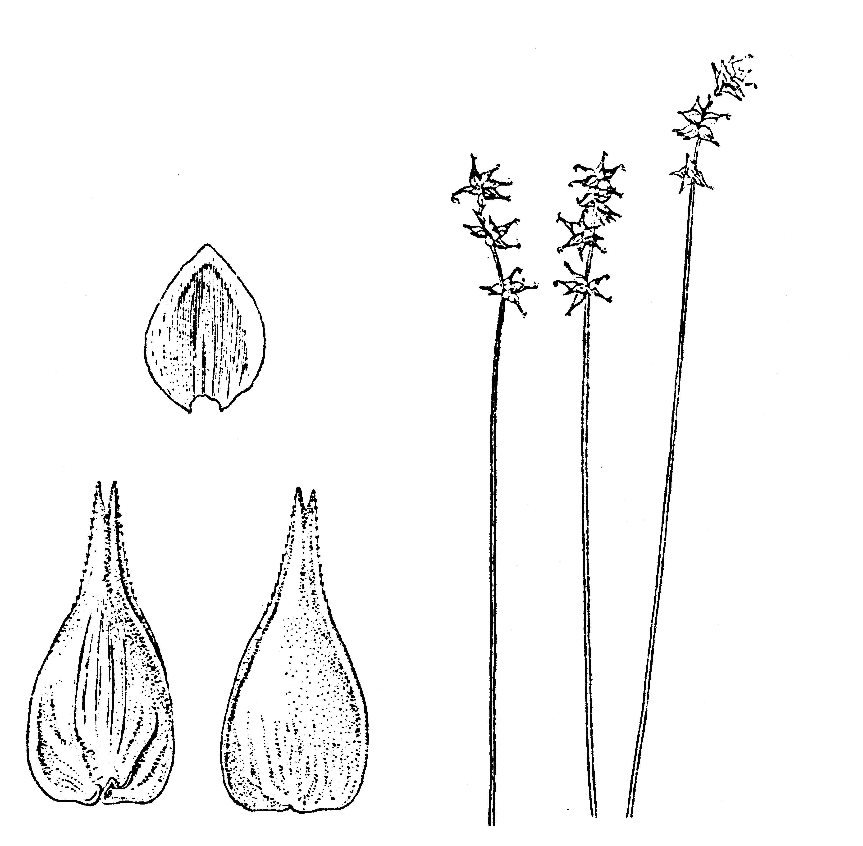 Plant Details | New Brunswick Plants